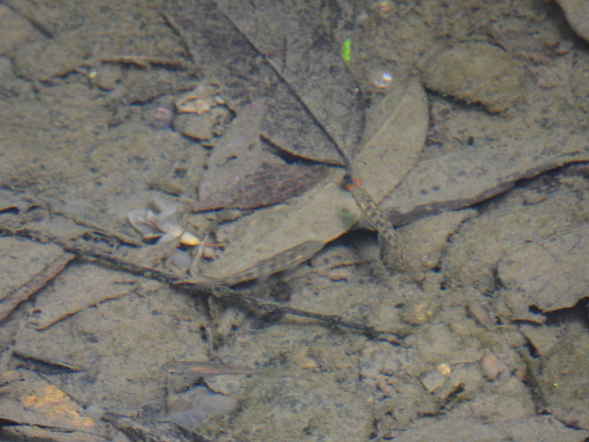 Acrossocheilus paradoxus (Günther, 1868)