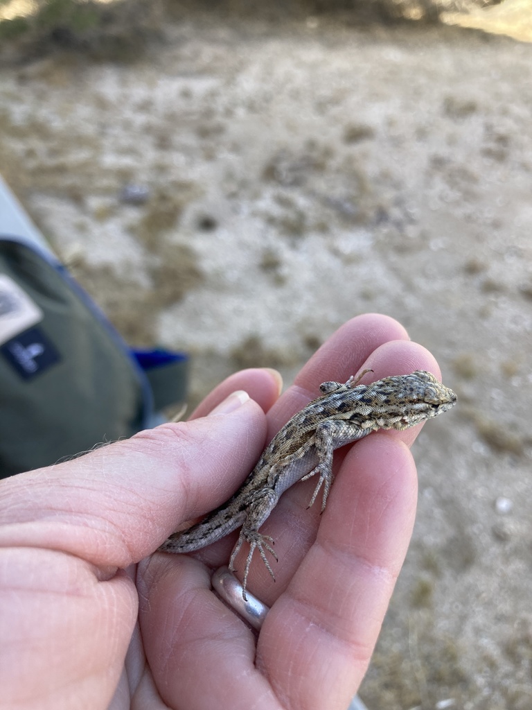 Common Side-blotched Lizard from In-Ko-Pah Park Rd, Boulevard, CA, US ...