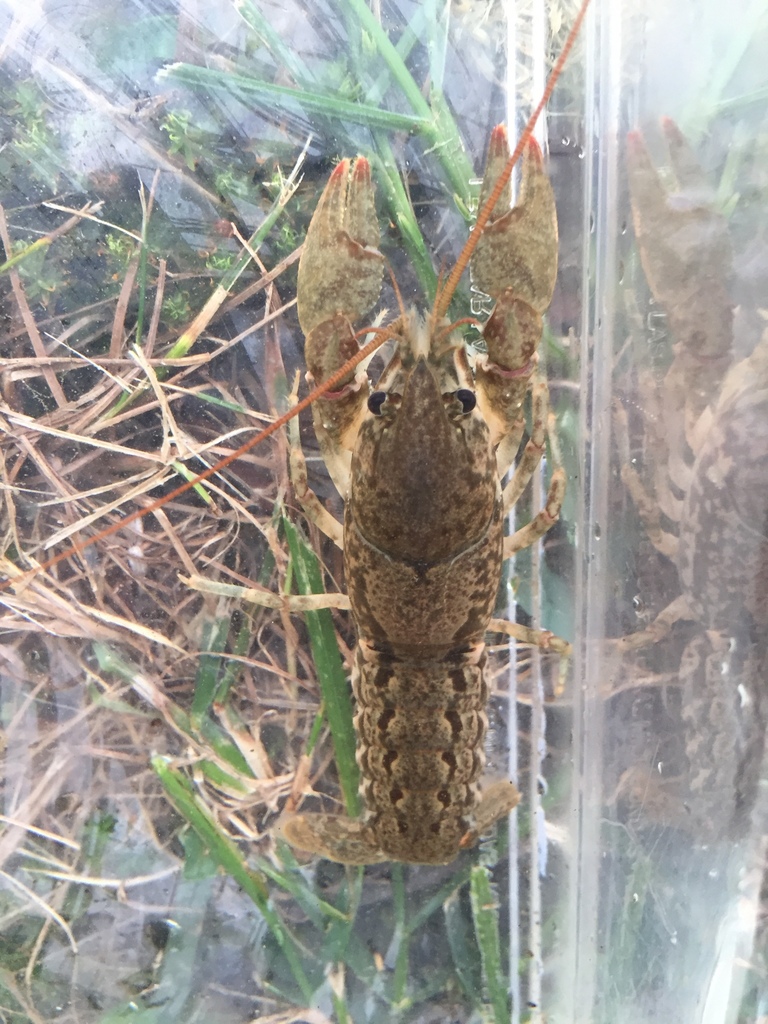 Hiwassee Crayfish from Chattahoochee-Oconee National Forests, Young ...
