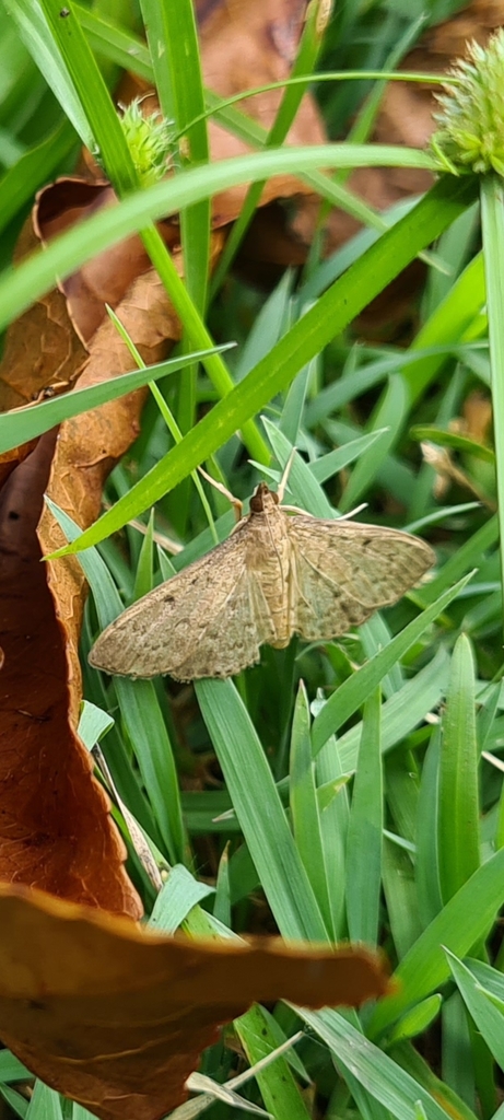 Grass Webworm Moth from Sunshine Coast QLD, Australia on April 4, 2022 ...