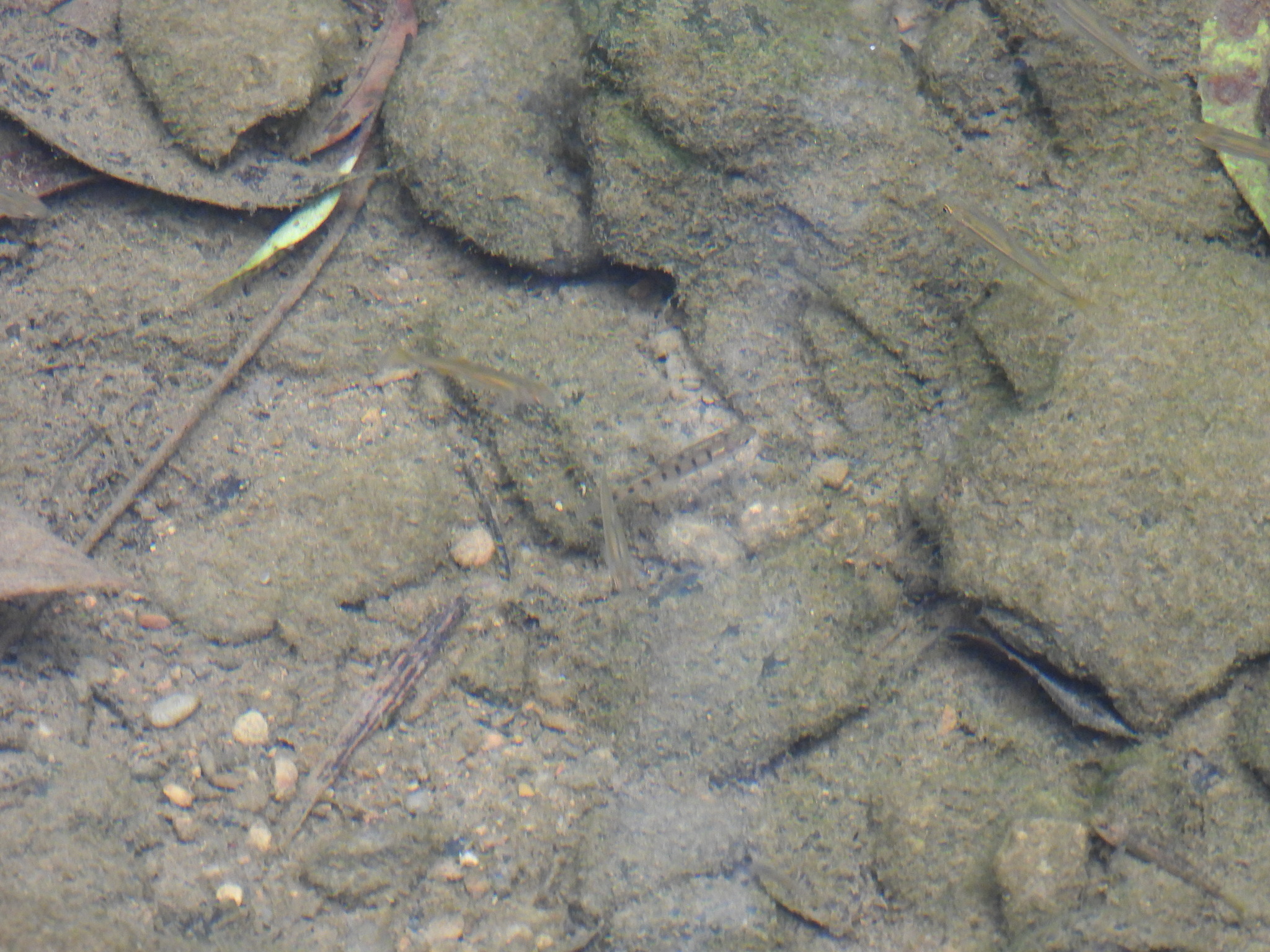 Acrossocheilus paradoxus (Günther, 1868)