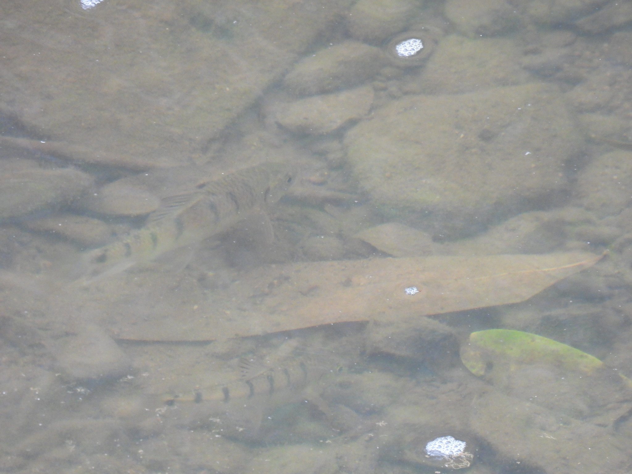 Acrossocheilus paradoxus (Günther, 1868)