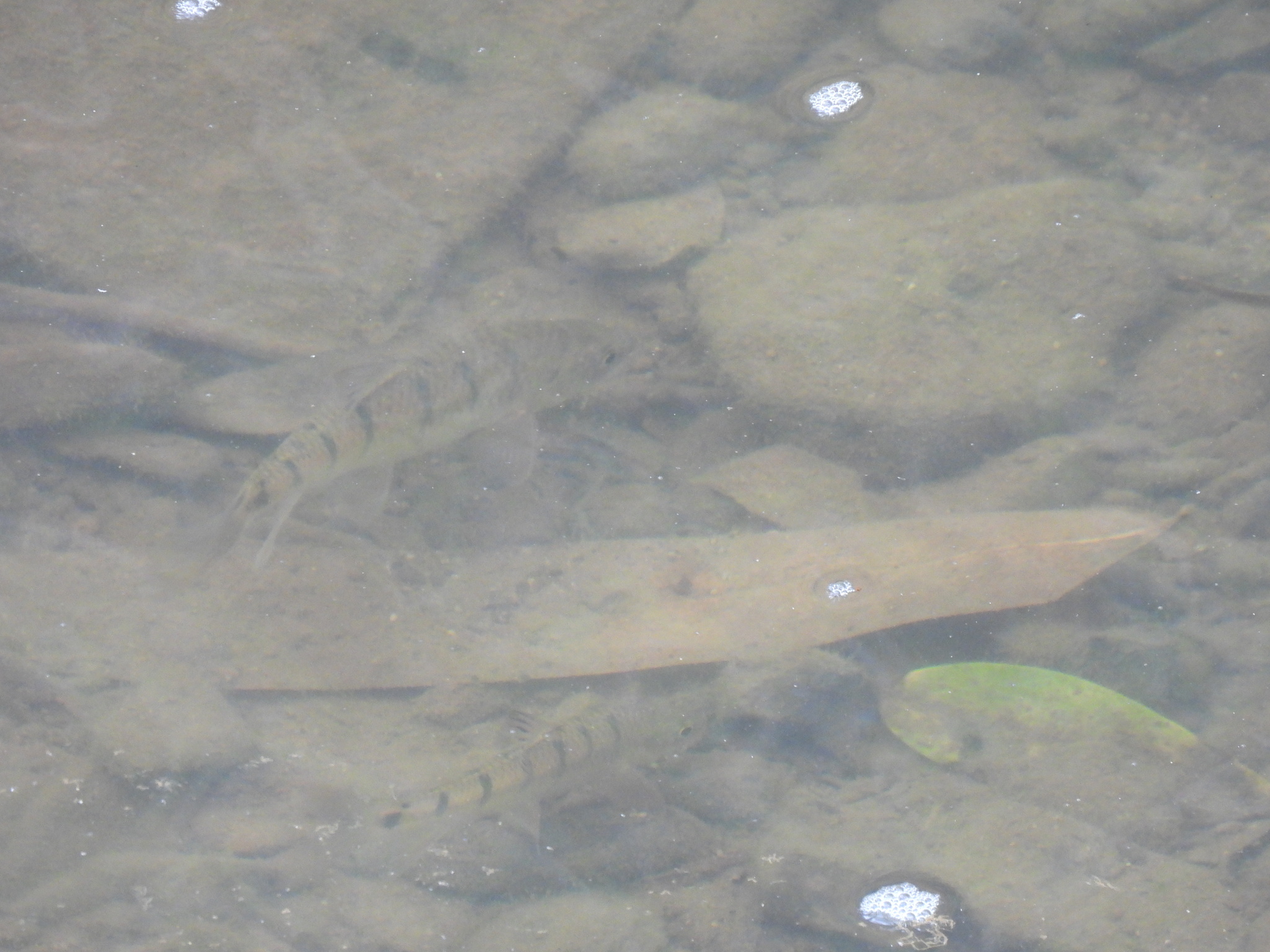 Acrossocheilus paradoxus (Günther, 1868)