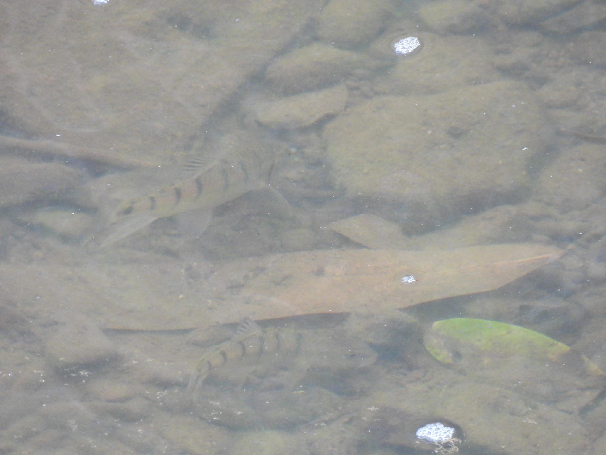 Acrossocheilus paradoxus (Günther, 1868)