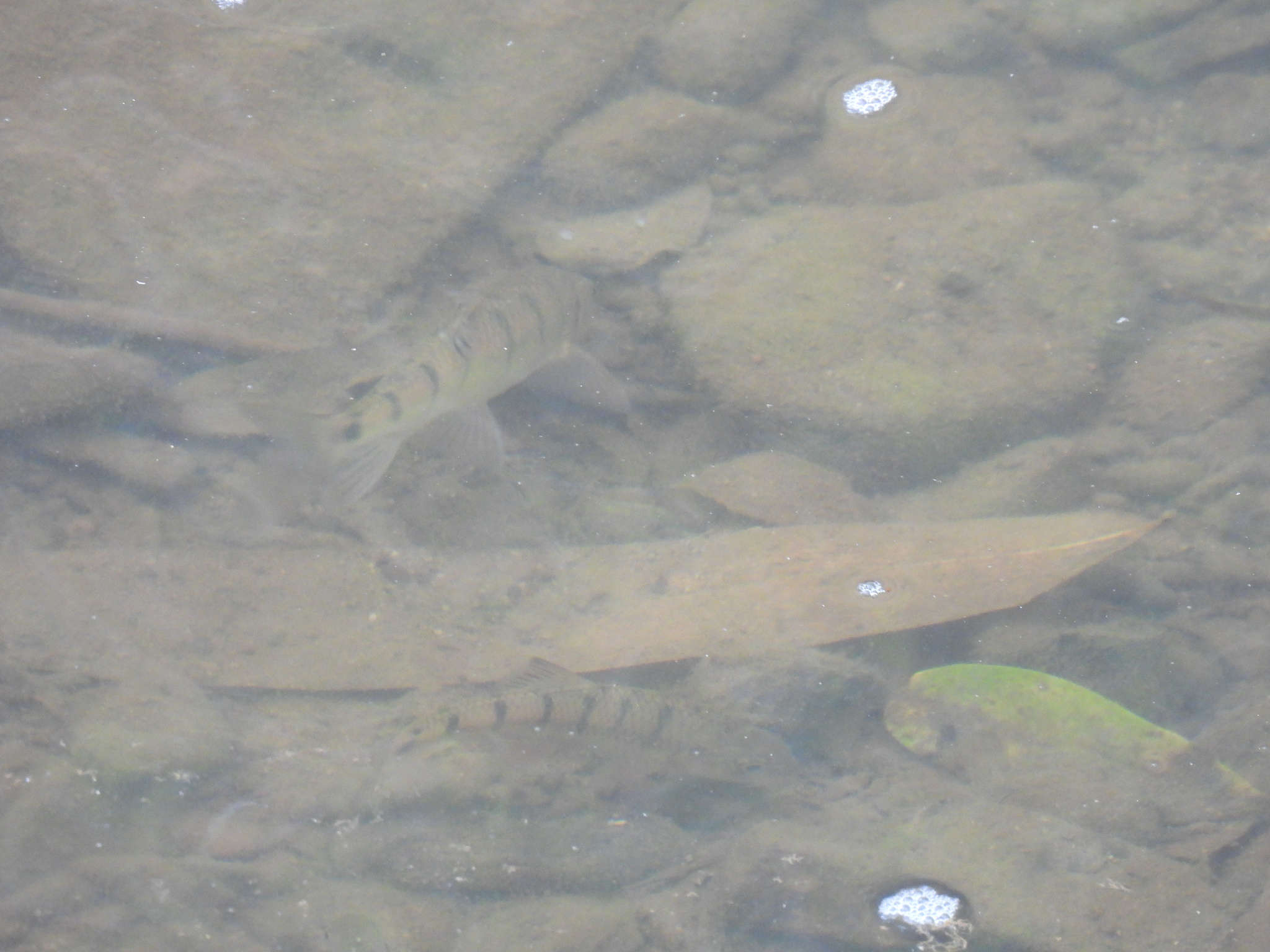 Acrossocheilus paradoxus (Günther, 1868)