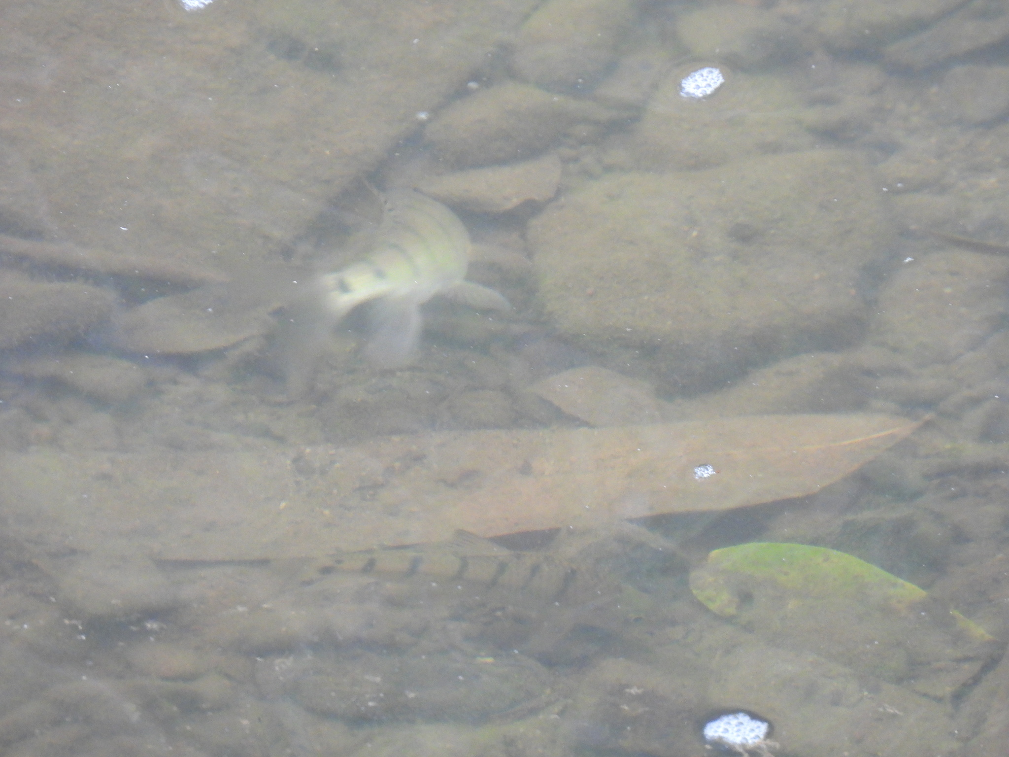 Acrossocheilus paradoxus (Günther, 1868)