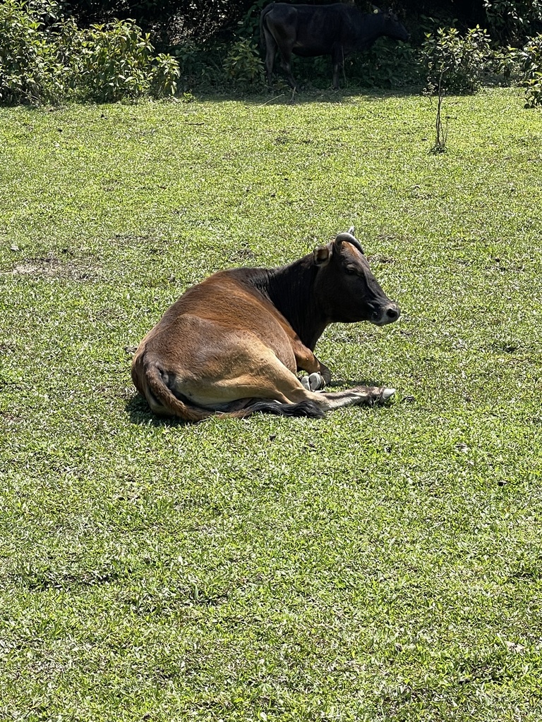 Cattle from Hong Kong on April 08, 2022 at 01:18 PM by isfxin-primary ...