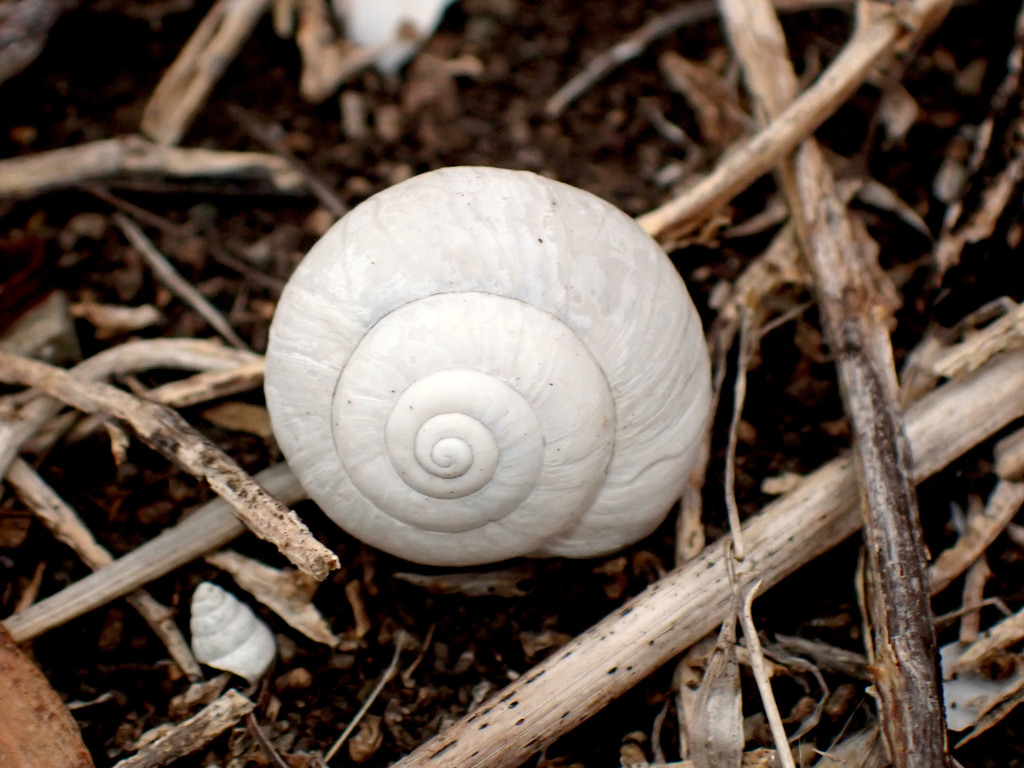 White Italian Snail from Onkaparinga River Recreation Park, SA ...