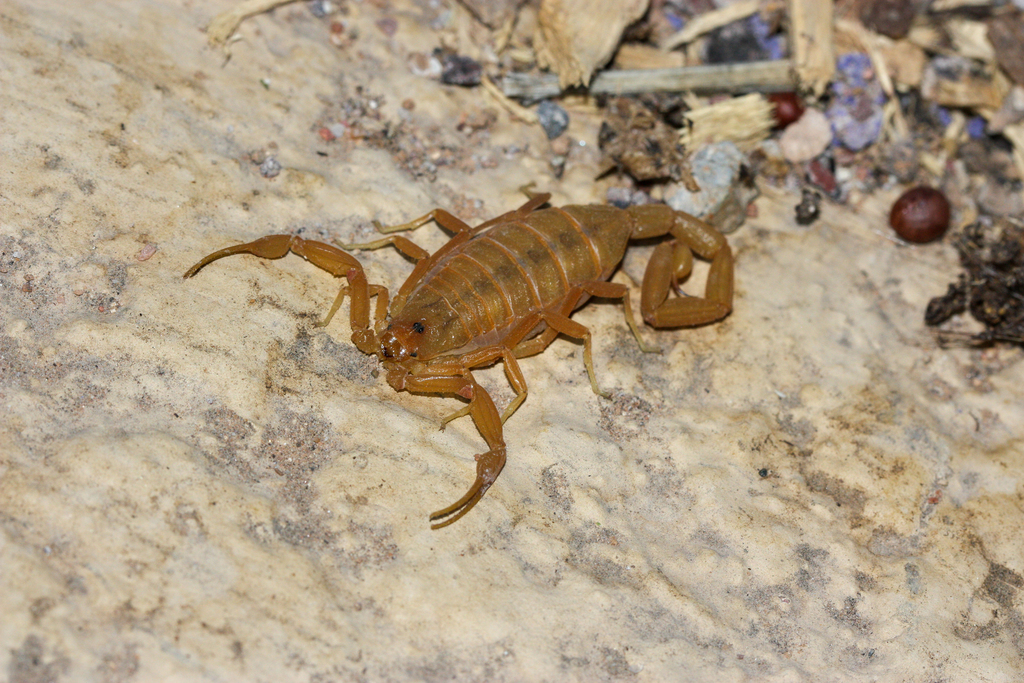 Arizona Bark Scorpion from Shadow Rock Estates, Phoenix, AZ, USA on May ...