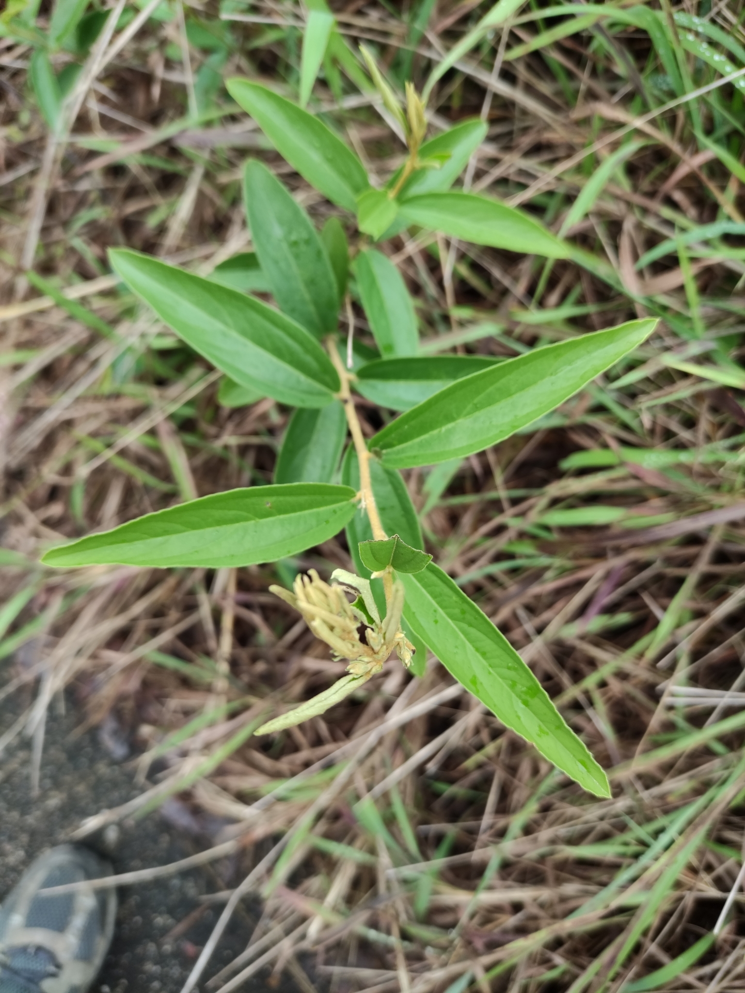 Helicteres angustifolia L.