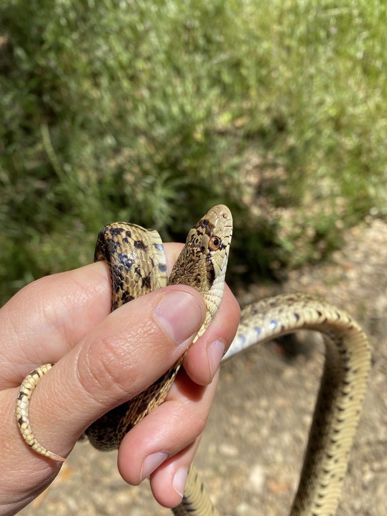 Pacific Gopher Snake from Briones Regional Park, Lafayette, CA, US on ...