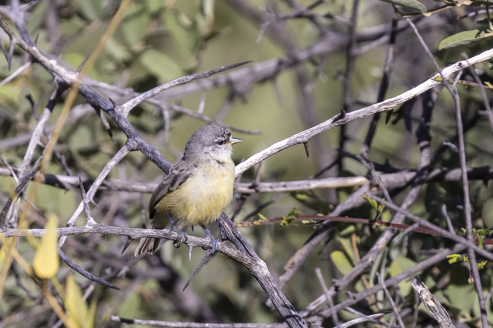 Anthoscopus minutus (Shaw, 1812)