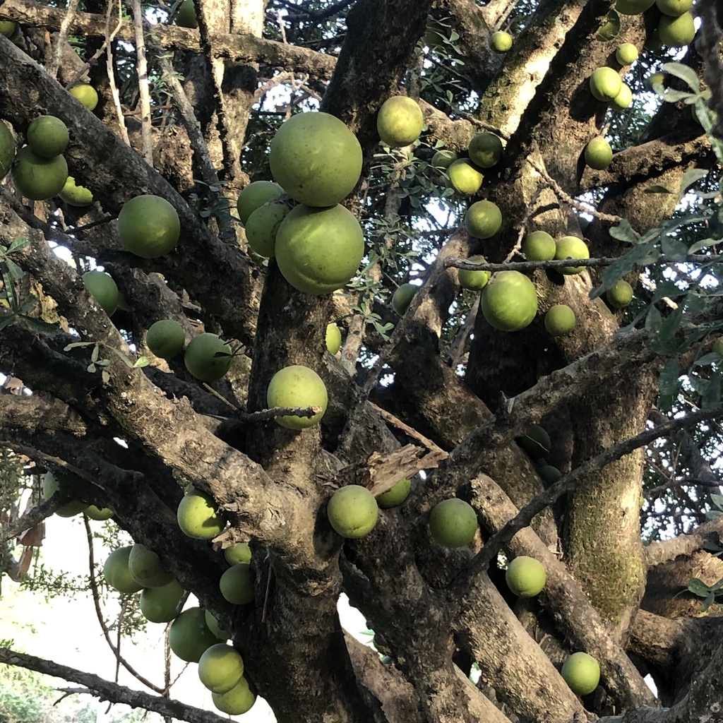 Winged Calabash from Cosalá - La Ilama, Los Molinitos, SIN, MX on May 1 ...
