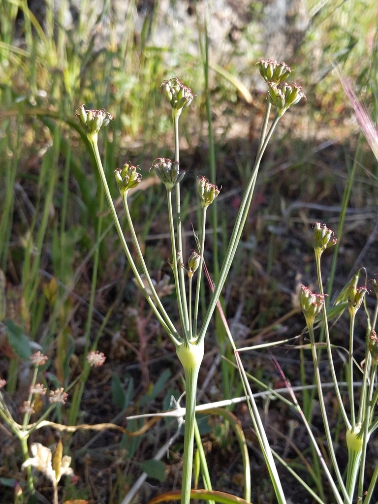 Barestem Biscuitroot from Santa Clara County, US-CA, US on May 01, 2022 ...