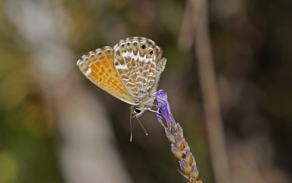 Cyclyrius webbianus (Tenerife Lepidoptera) · iNaturalist
