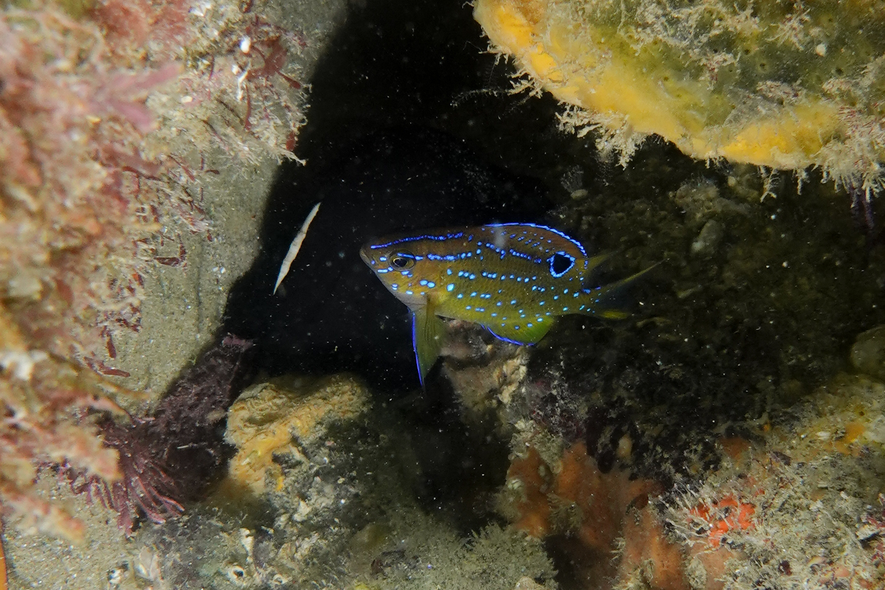 Parma alboscapularis Allen & Hoese, 1975