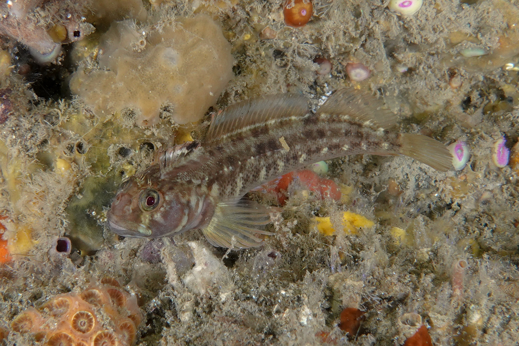 Robust Triplefin from Northland, New Zealand on May 01, 2022 at 02:59 ...