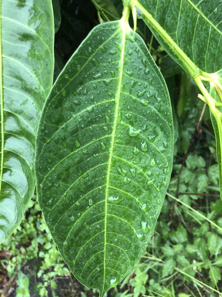hauli tree from 雲208, 古坑鄉, TW on May 02, 2022 at 03:15 PM by ryanblue ...