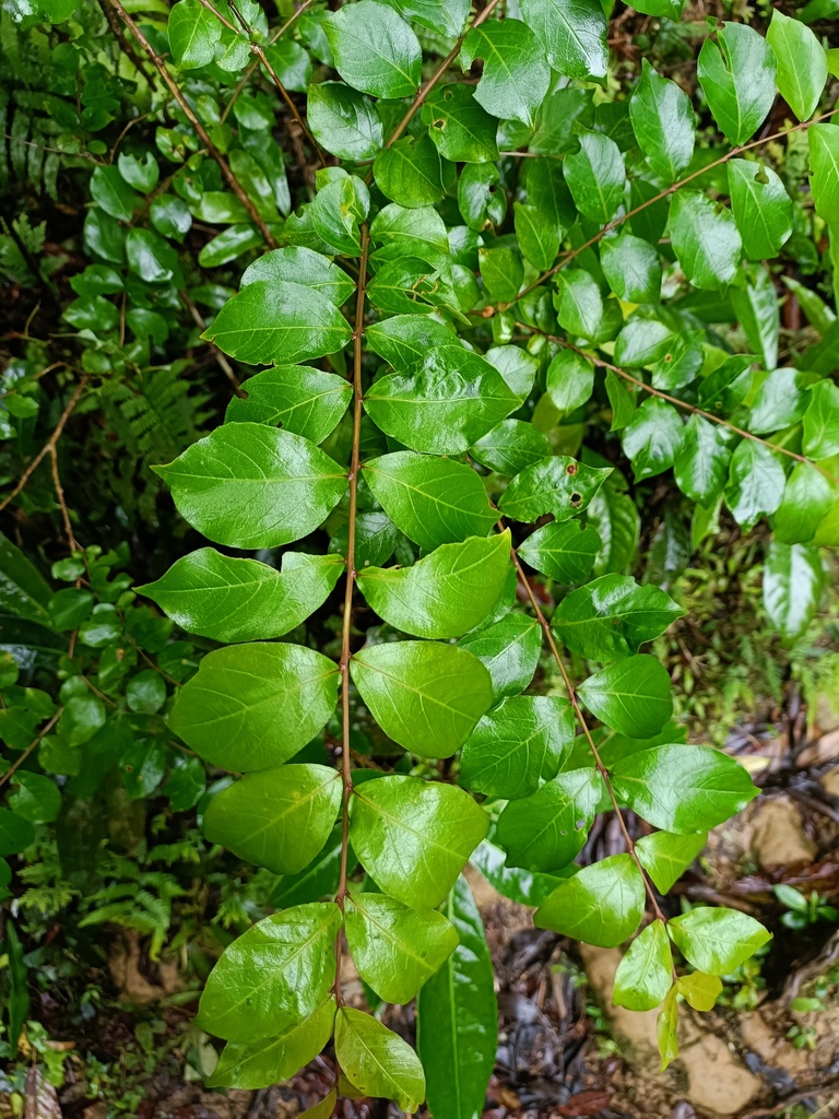 Subcostate Crape Myrtle from 台灣新竹縣 on May 02, 2022 at 11:24 AM by ...