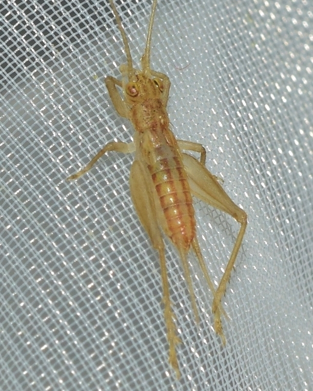 Reed-cricket in May 2022 by faluke · iNaturalist