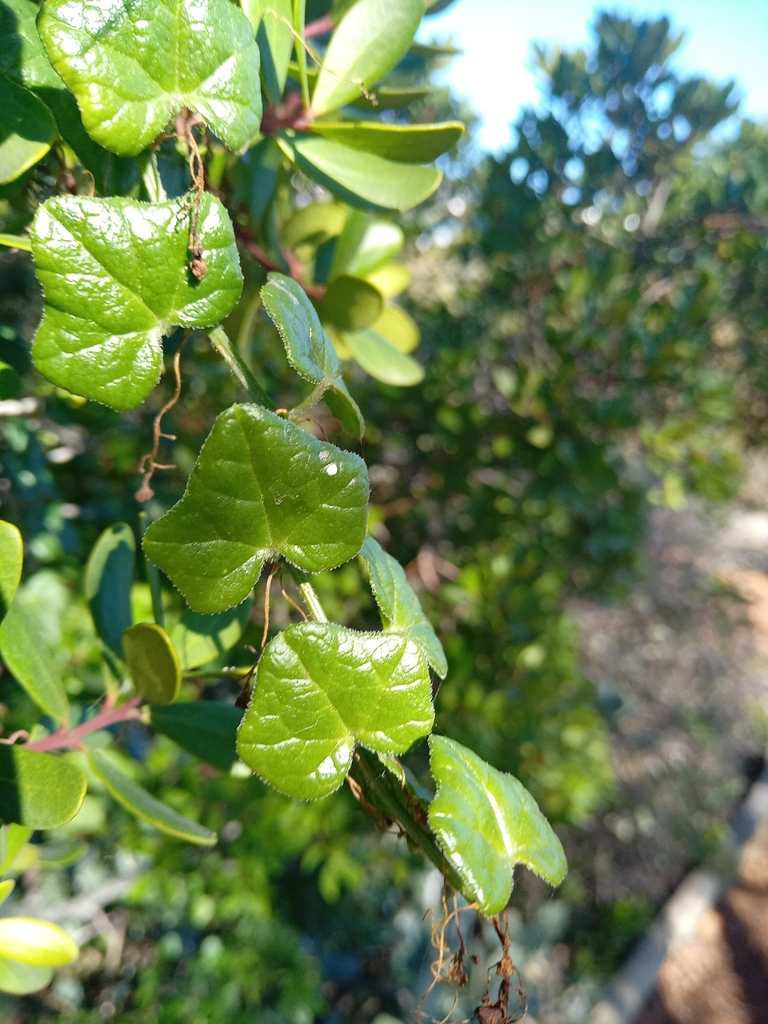 Porcupine Potato (Trees and Plants removed form Coastal Forest at N2 ...