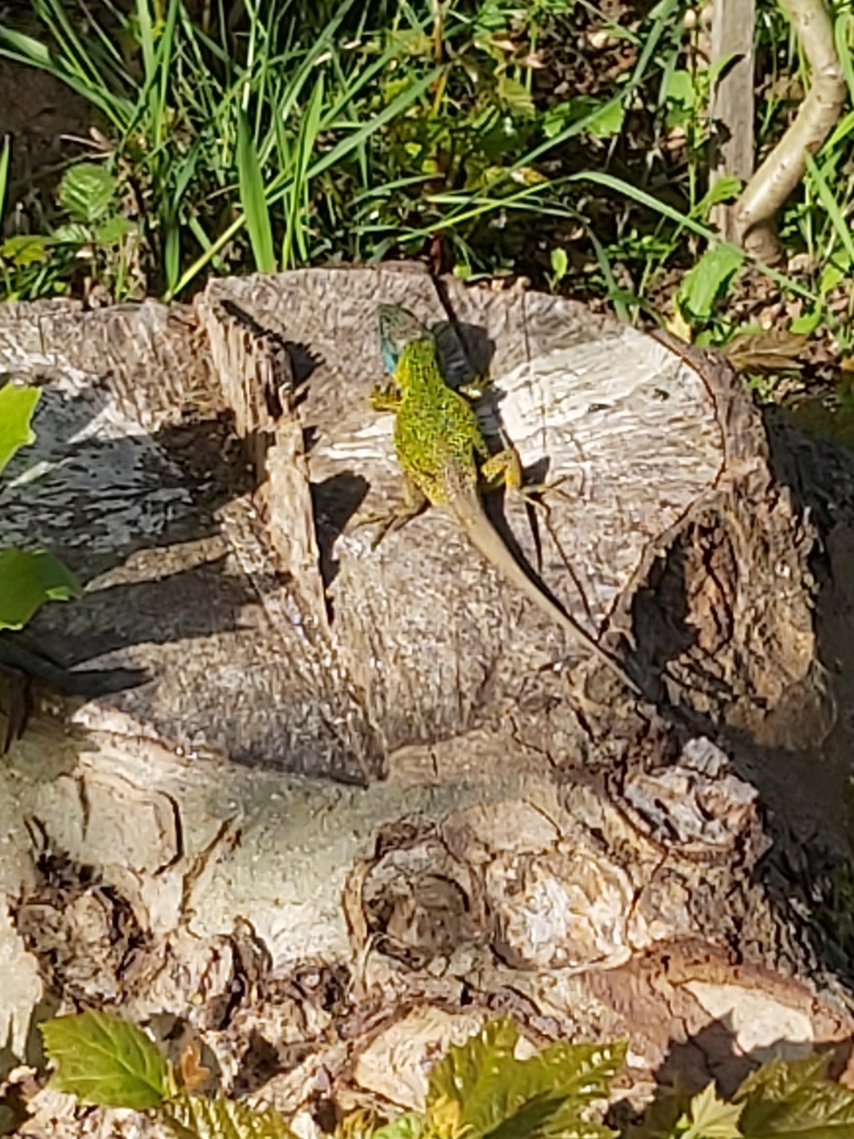 Iberian Emerald Lizard from Portugal on April 30, 2022 at 09:39 AM by ...