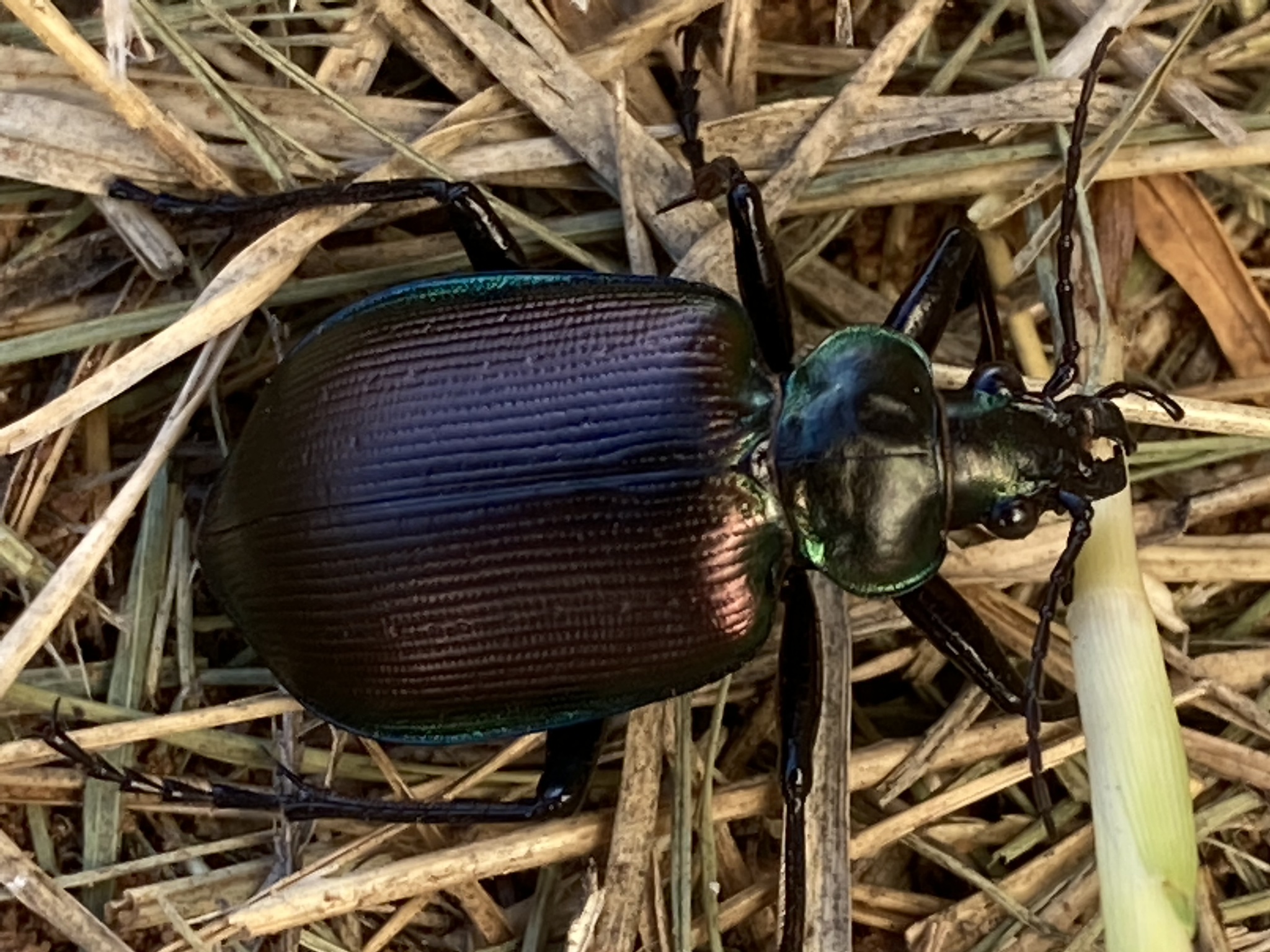 Calosoma oceanicum Perroud & Montrouzier, 1864