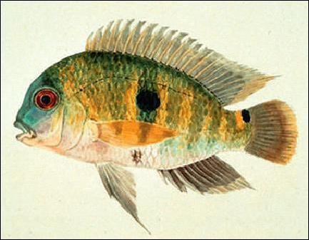 Golden Acara (Aequidens viridis) · iNaturalist