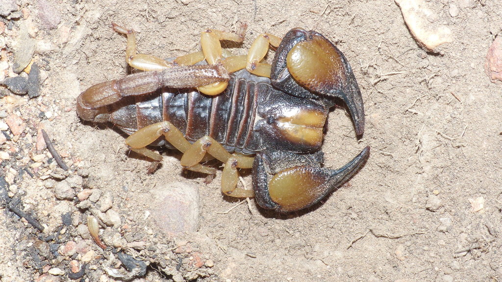 Karoo Burrowing Scorpion from Klein Moerasrivier lower on April 30 ...