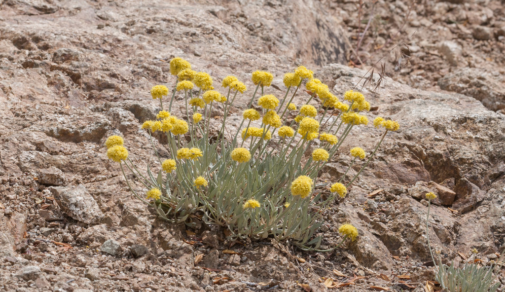 knotweed family (Polygonaceae) - Botanical Realm