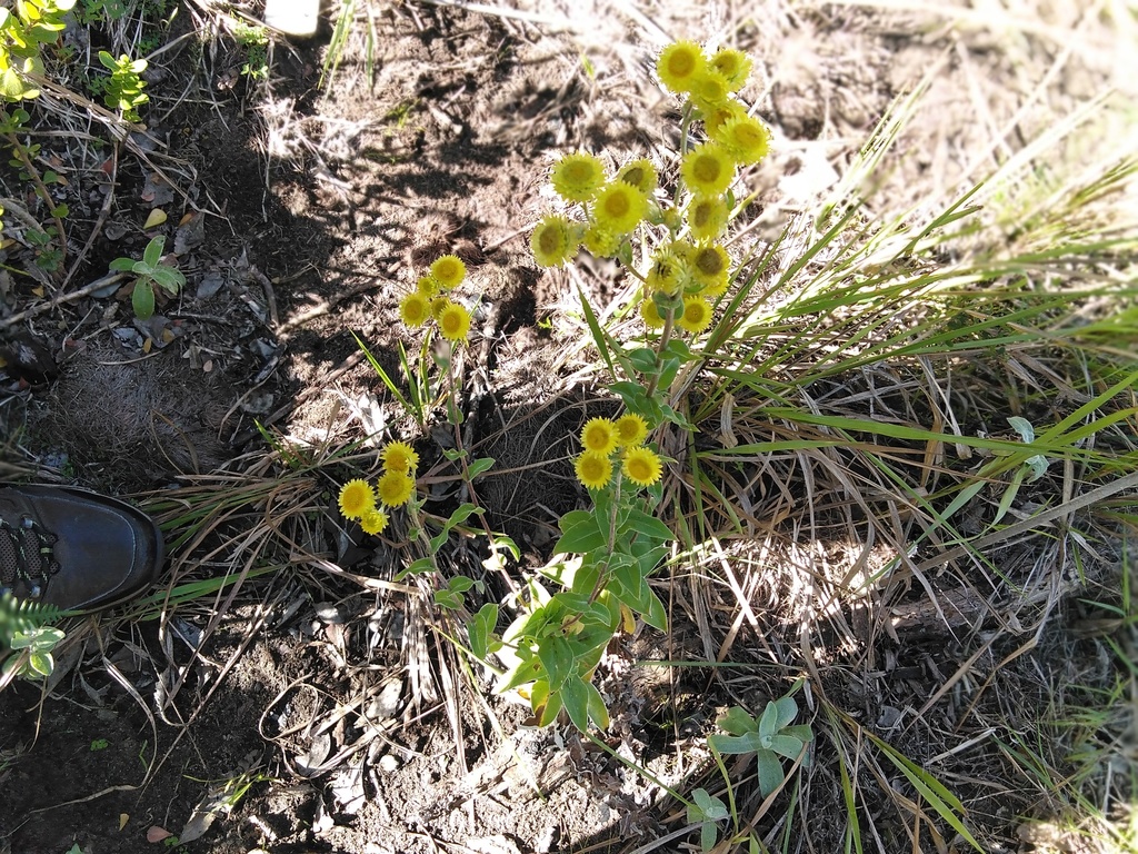 Stinking Everlasting from Eden, Western Cape, South Africa on April 29 ...