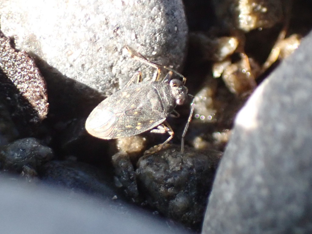 Shore bugs from Clarkville, New Zealand on April 30, 2022 at 03:25 PM ...