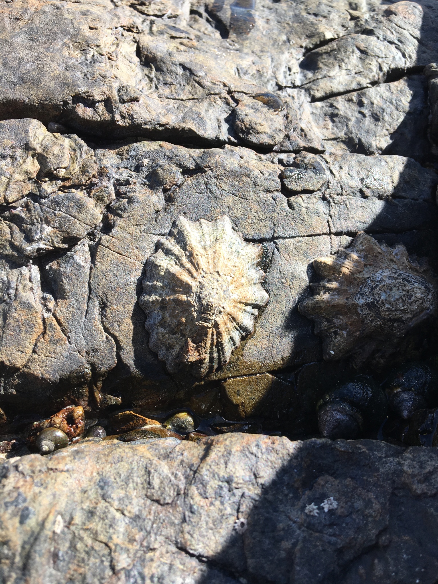 Cymbula oculus (Born, 1778)