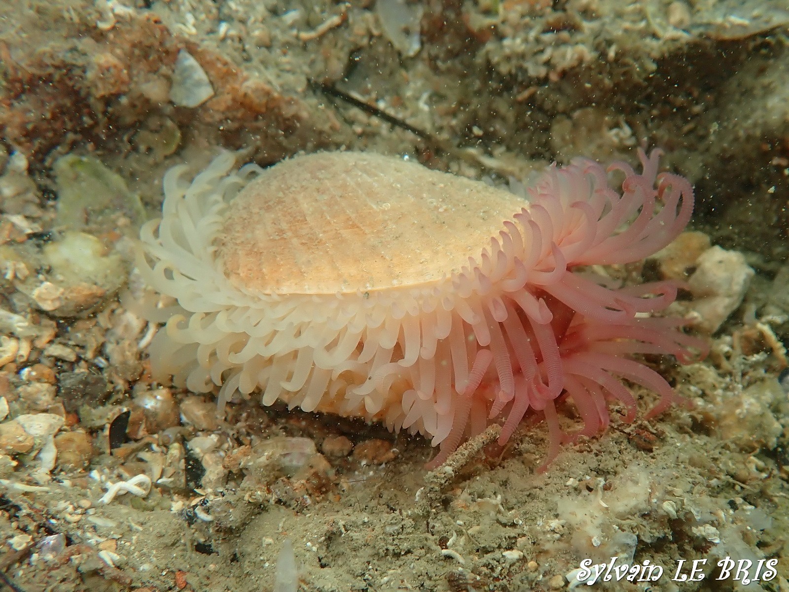 Limaria tuberculata (Olivi, 1792)