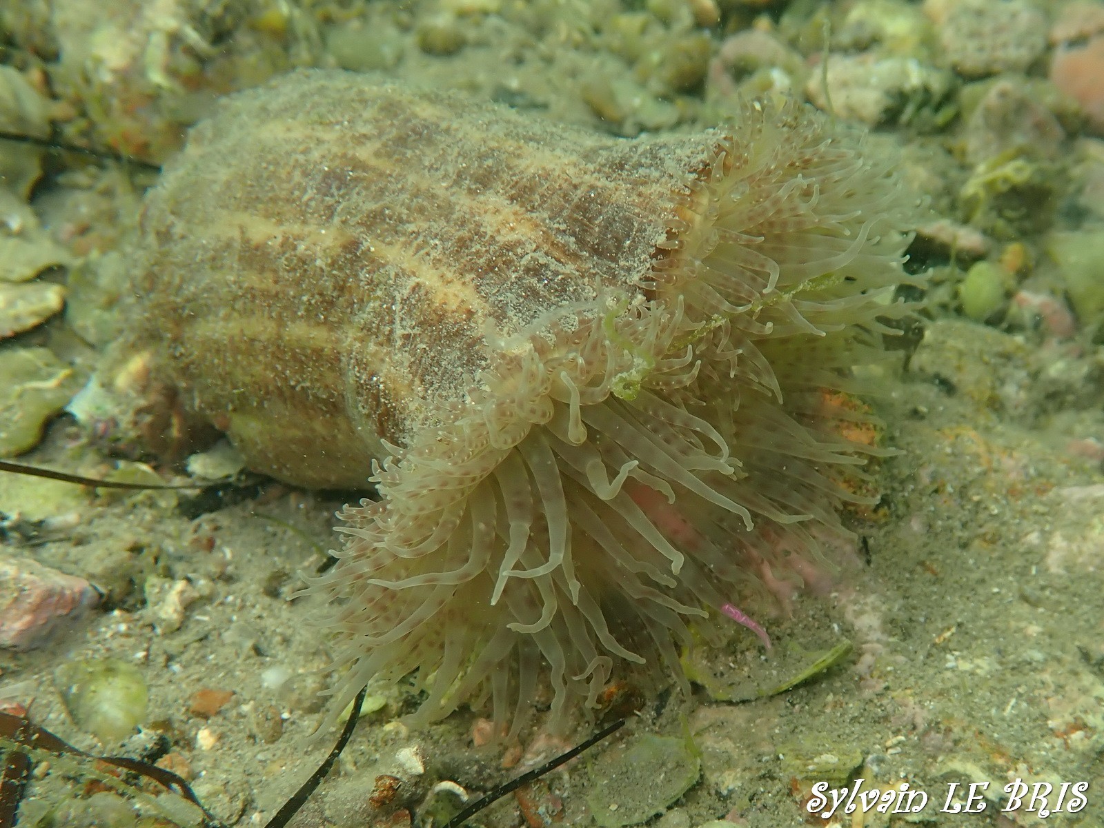 Calliactis parasitica (Couch, 1842)