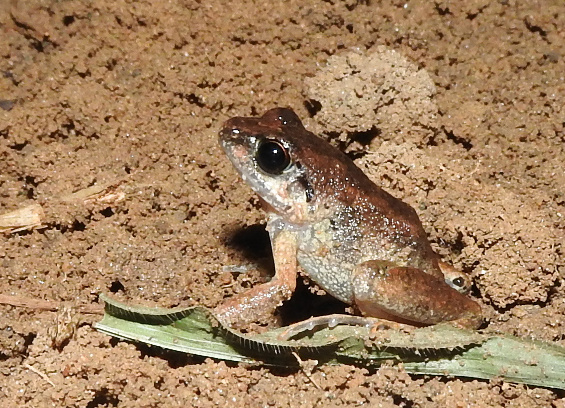 Arthroleptis poecilonotus Peters, 1863