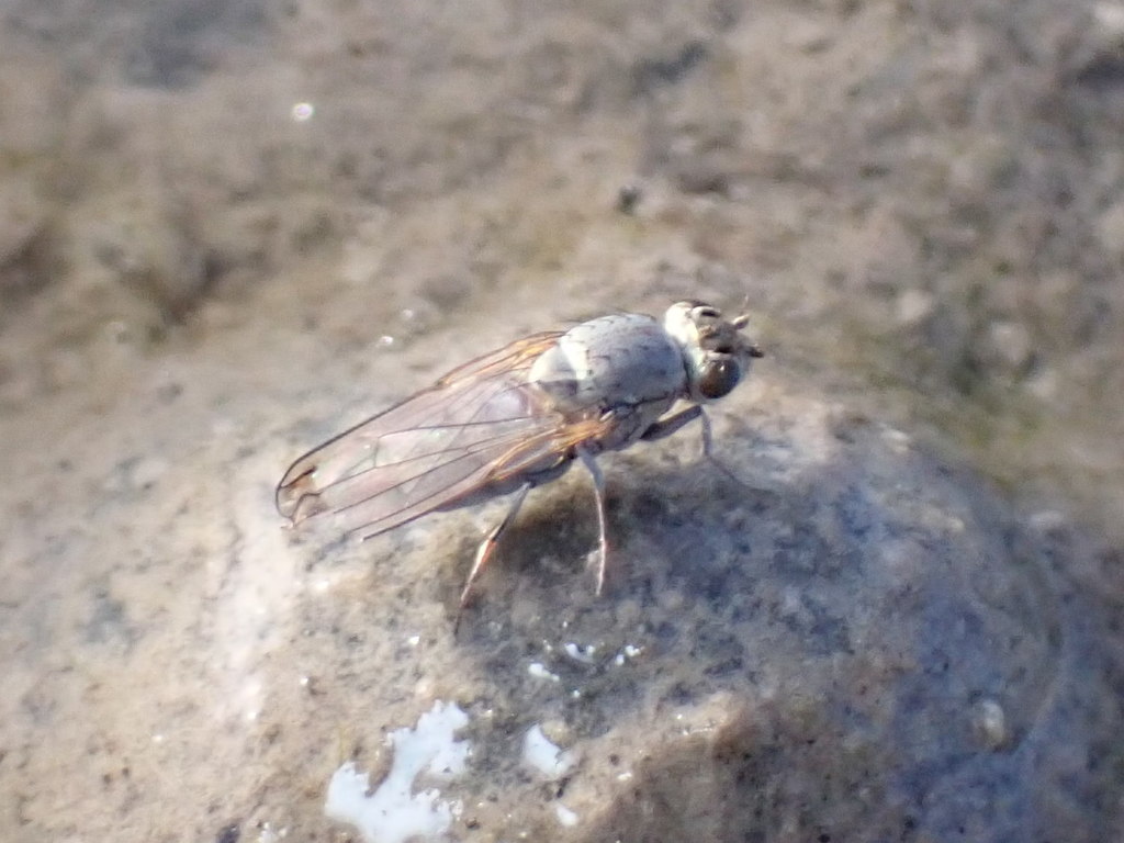 Shore Flies from Clarkville, New Zealand on April 30, 2022 at 04:07 PM ...