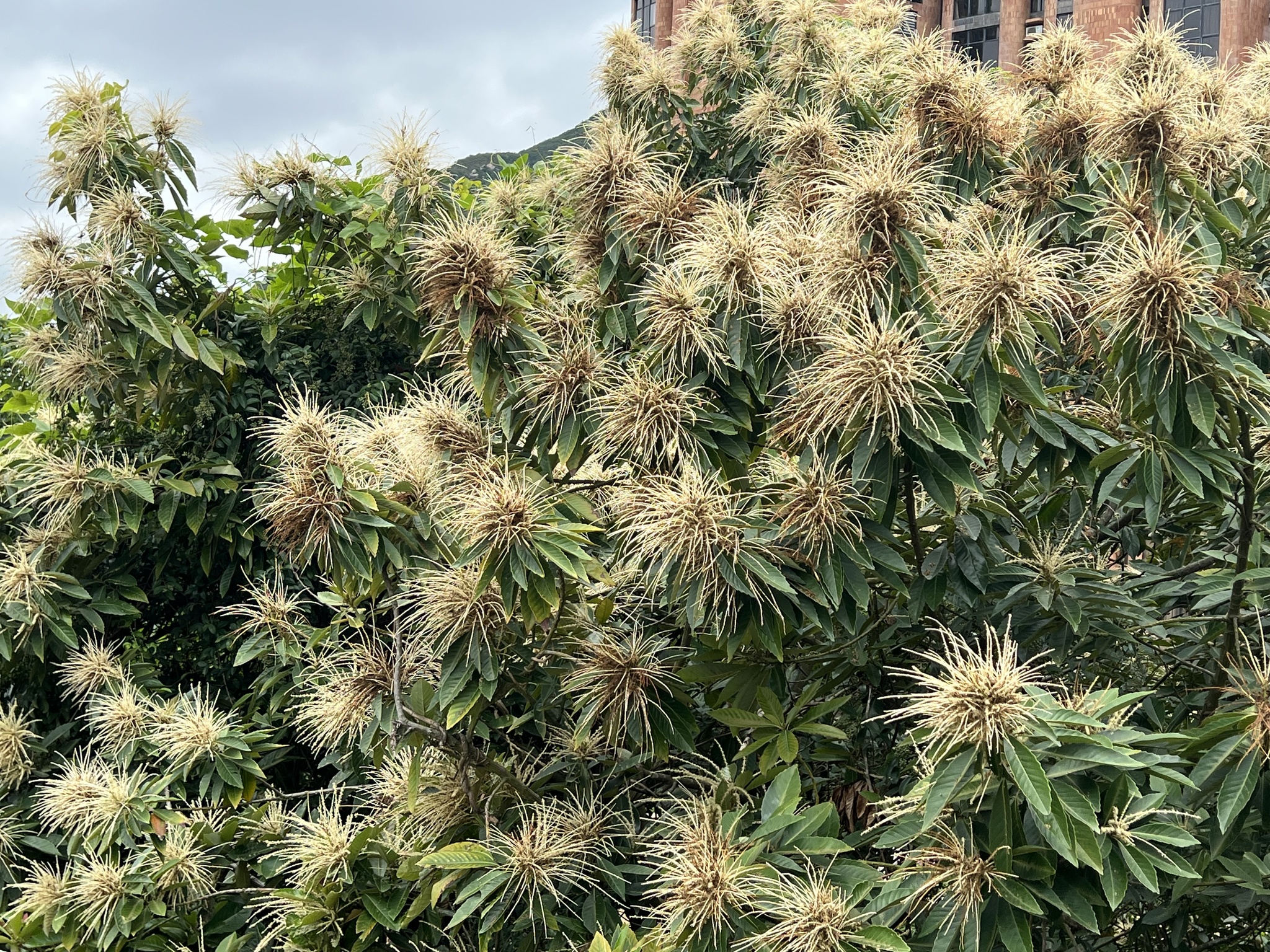 Castanopsis fissa (Champ. ex Benth.) Rehder & E.H.Wilson