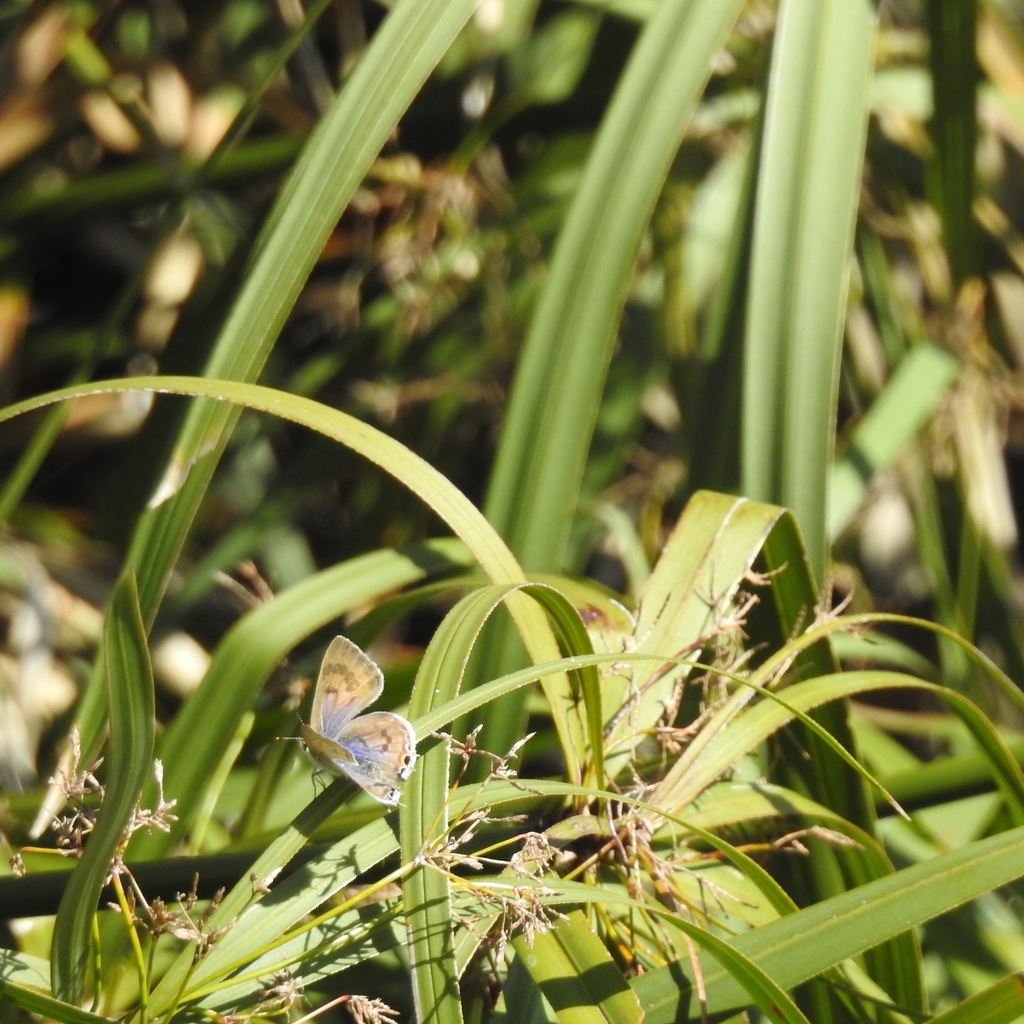 Common Hairtail from Kirstenhof Wetland, Western Cape, South Africa on ...