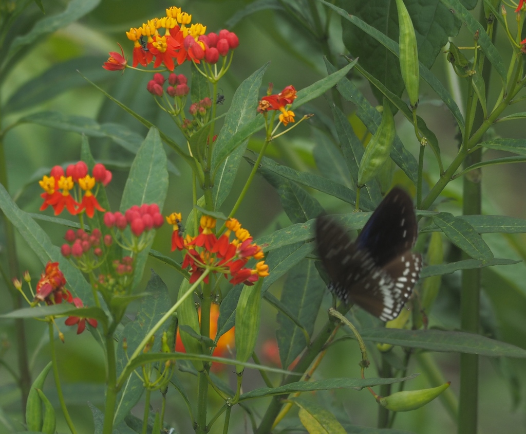 Common Crow Butterfly from Khao Yai National Park Thailand on June 6 ...