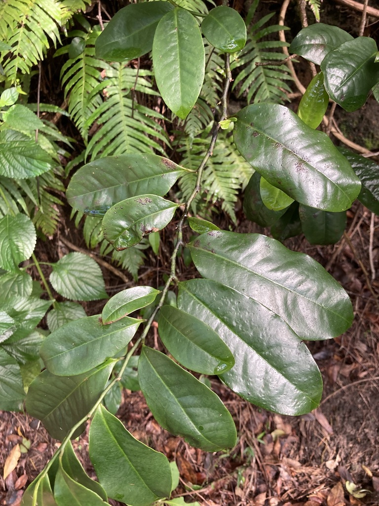 Bolwarra from Pittwater, New South Wales, Australia on April 29, 2022 ...