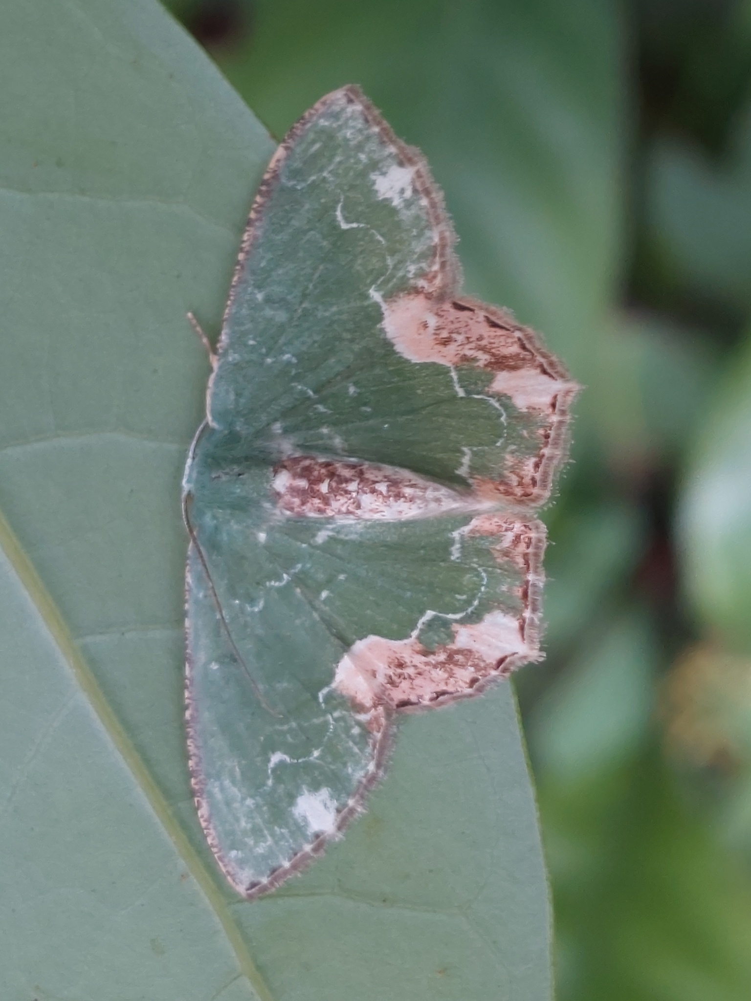 Eucyclodes infracta (Wileman, 1911)