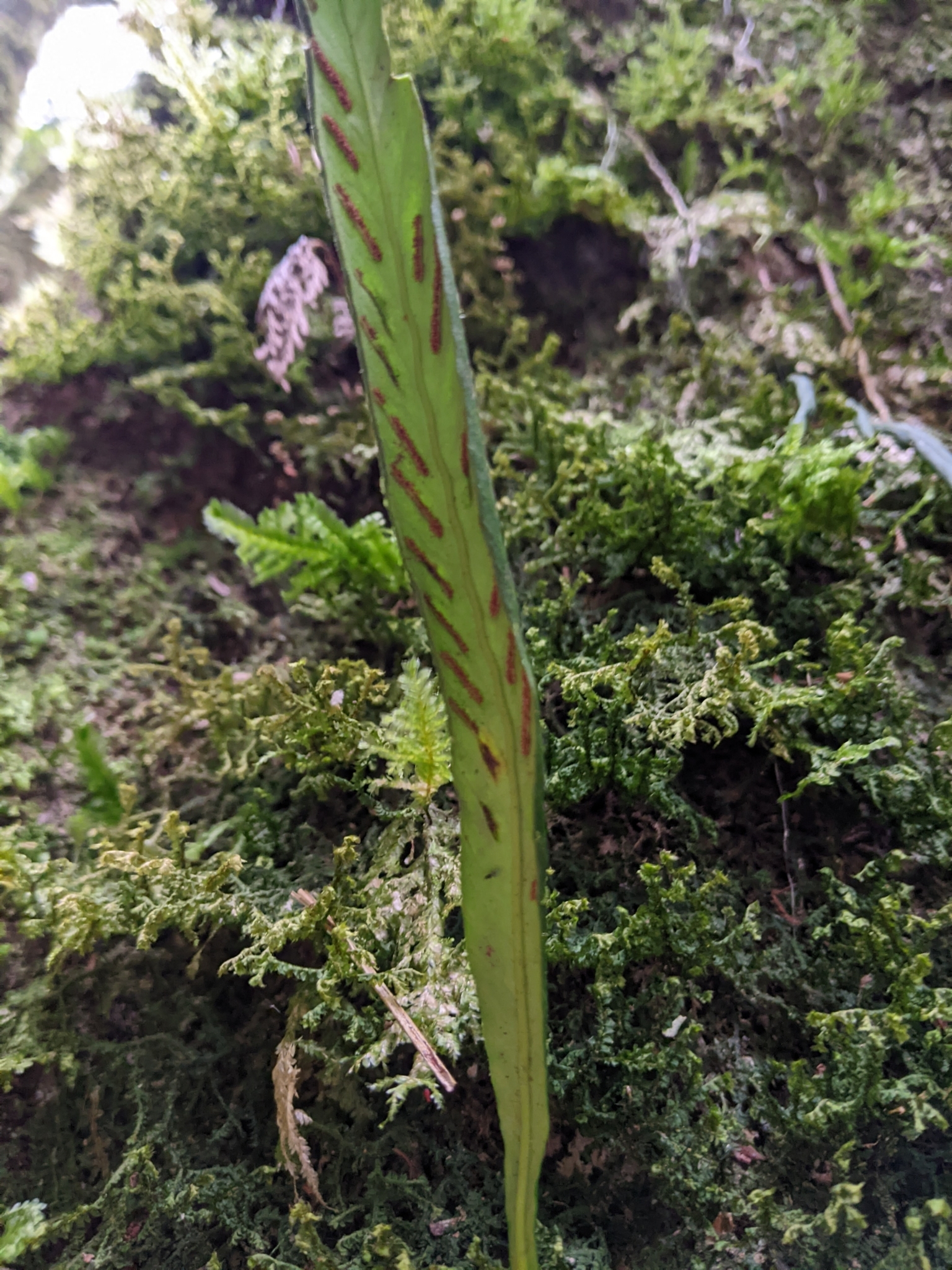 Asplenium ensiforme Wall.
