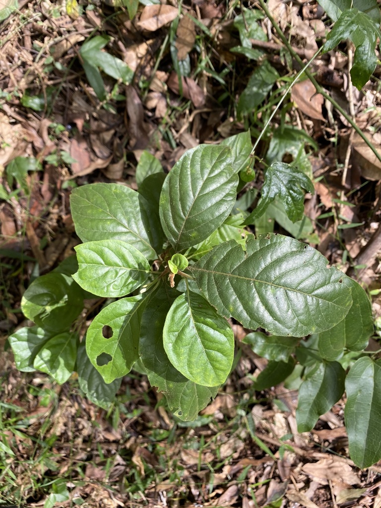 Turraea pubescens from Mill Rd, Anstead, QLD, AU on May 2, 2022 at 01: ...