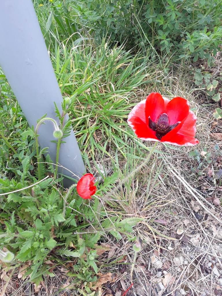 common poppy from Uxbridge UB8, UK on May 02, 2022 at 11:29 AM by ...