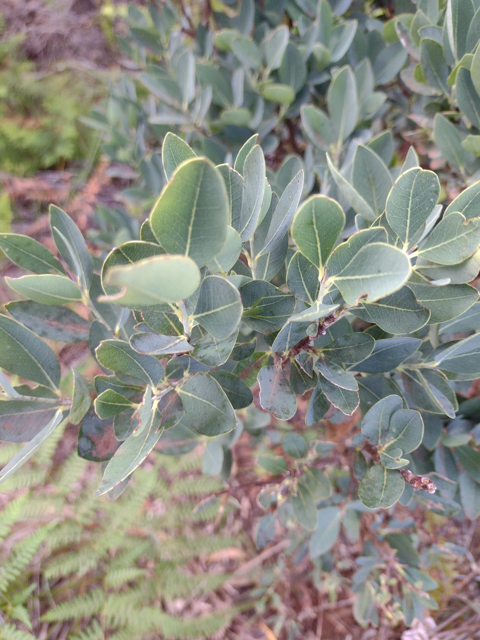 Wikstroemia oahuensis (A.Gray) Rock