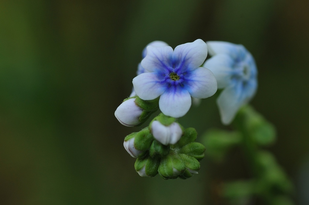 (Adelocaryum lambertianum) - Botanical Realm