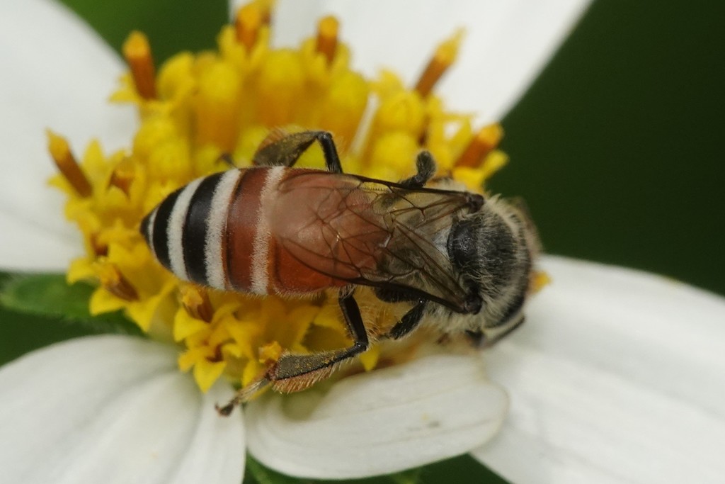 Red Dwarf Honey Bee from Punggol, Singapore on May 2, 2022 at 11:05 AM ...