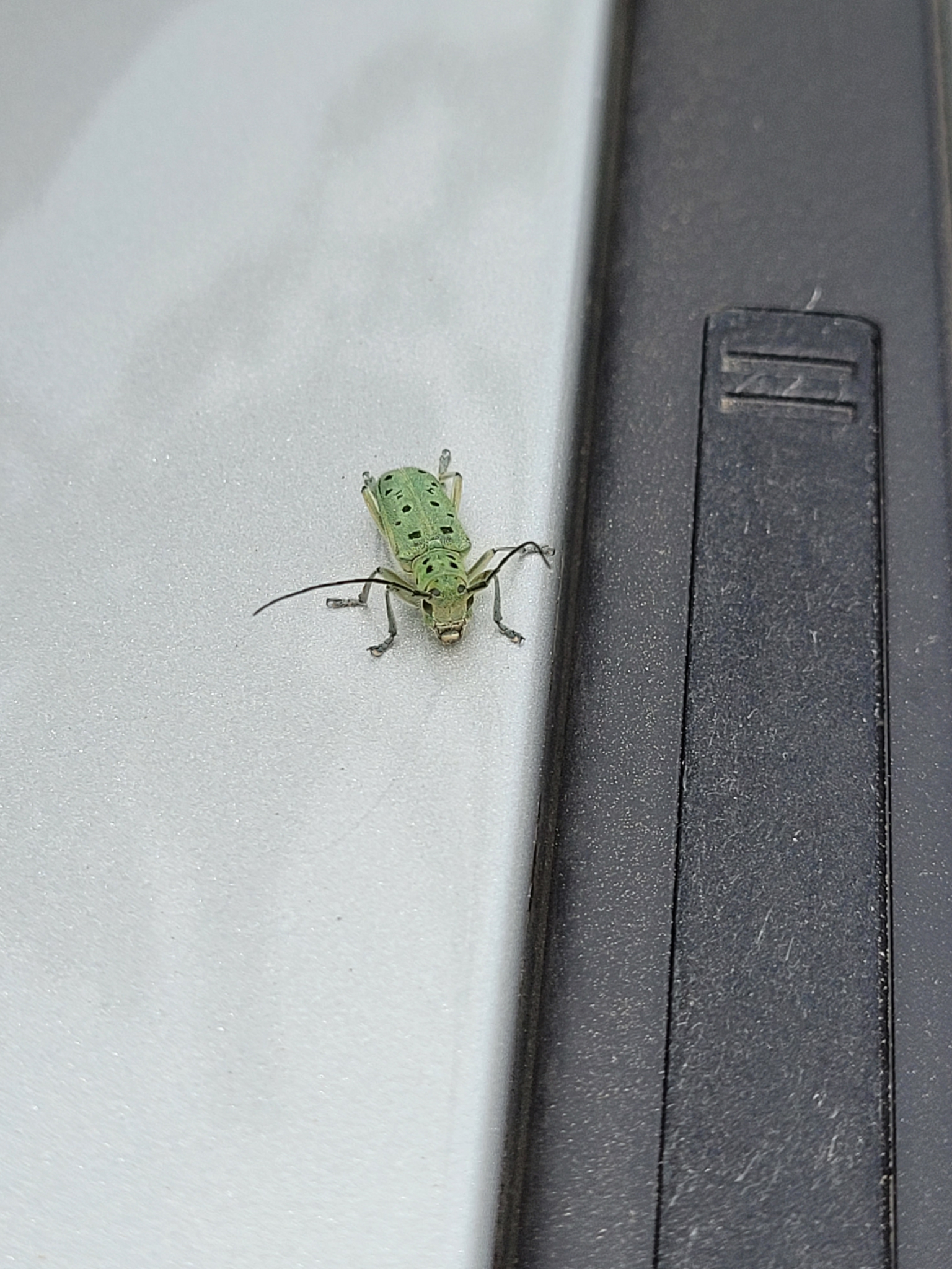 Saperda punctata (Linnaeus, 1767)