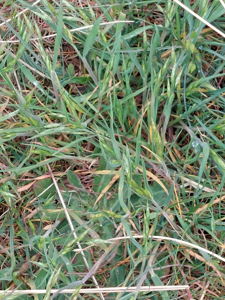common soft brome from Southport, UK on May 2, 2022 at 11:52 AM by Mary ...